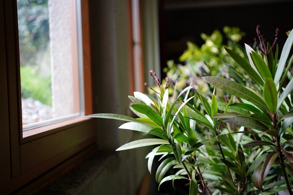 Kuip- en potplanten verzorgen - Life & Garden Renesse